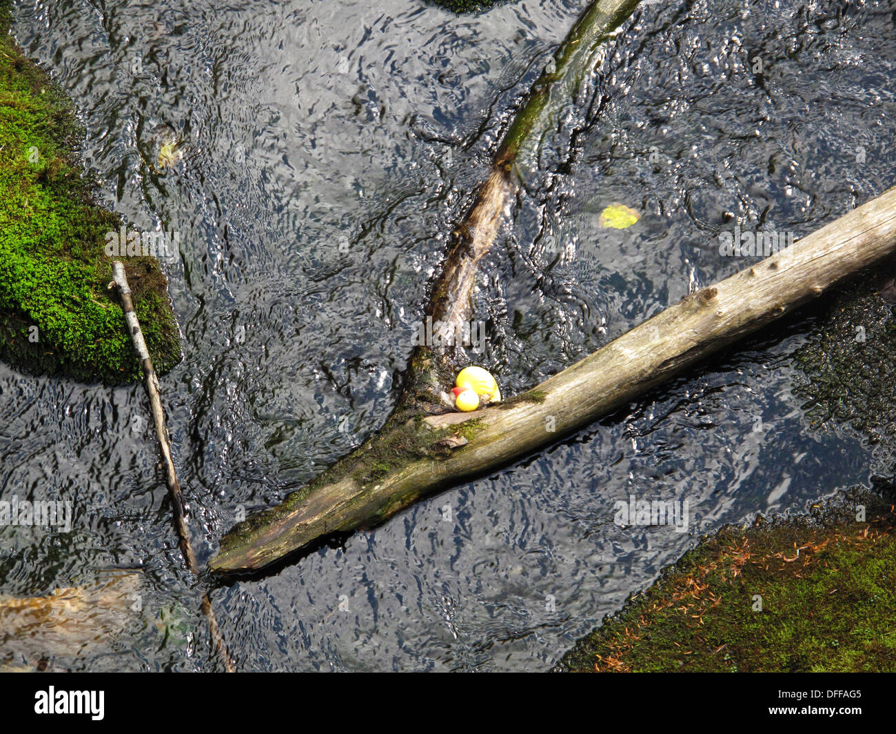 Y shaped twig hi-res stock photography and images - Alamy