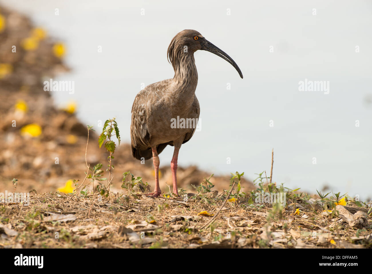 Stock photo of a plumbeous ibis standing on the edge of a pond ...