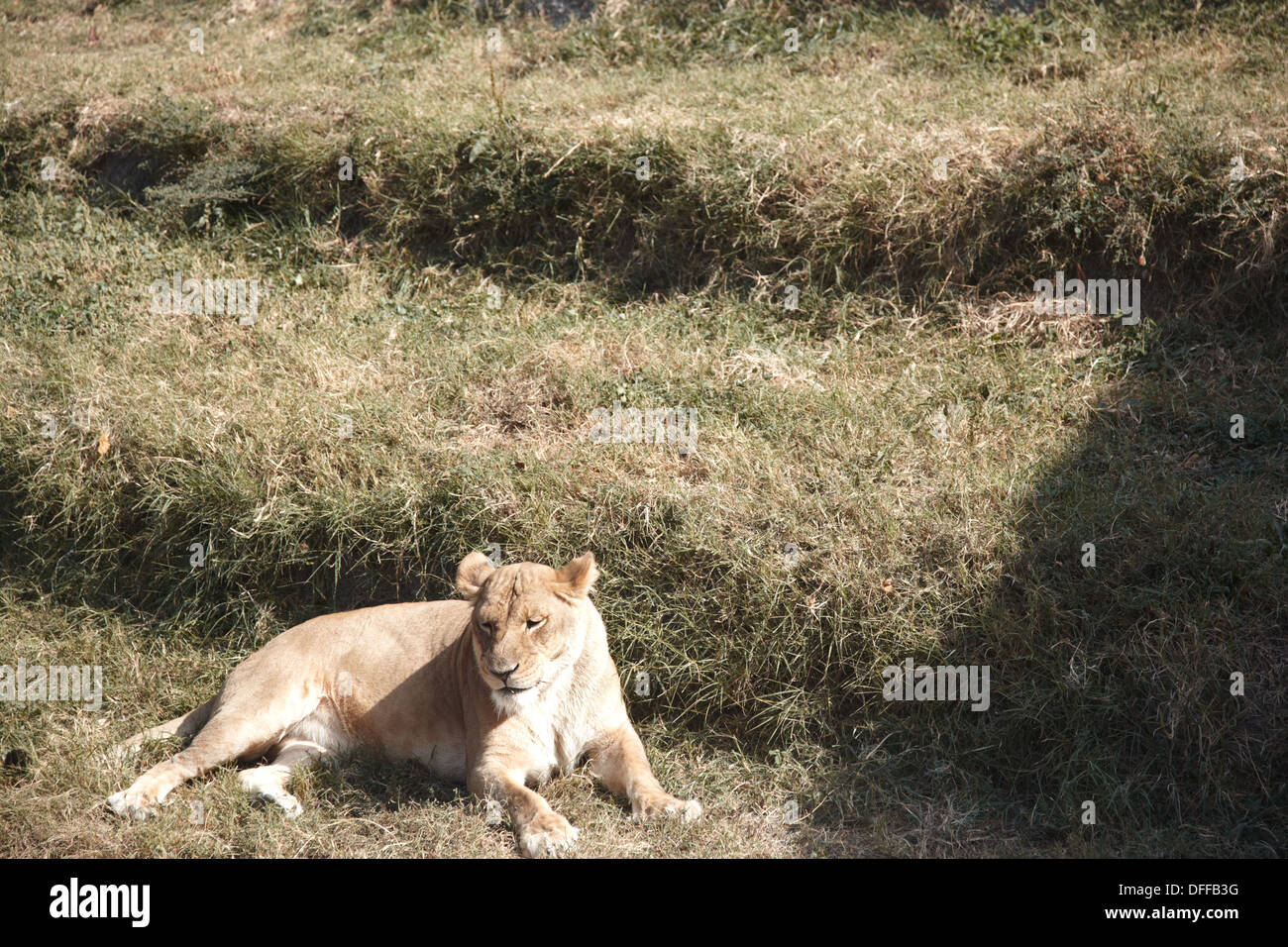 Lion in wildlife. Africa. Horizontal photo Stock Photo - Alamy