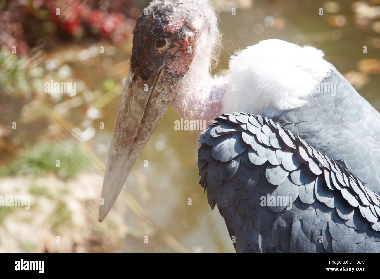 Marabou bird in wild nature. Africa Stock Photo - Alamy