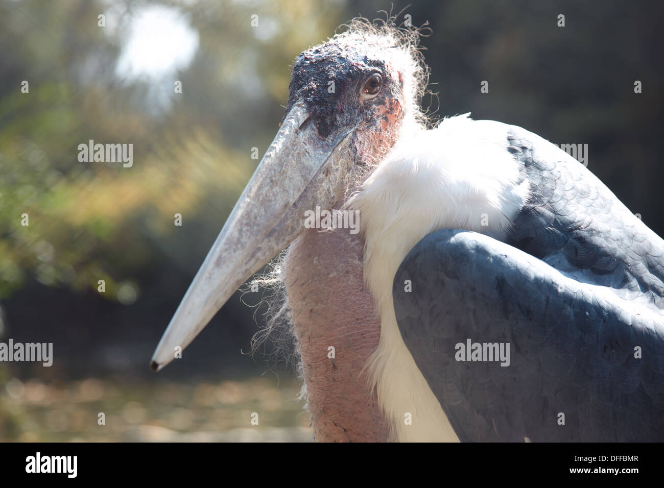 Marabou bird in wild nature. Africa Stock Photo - Alamy