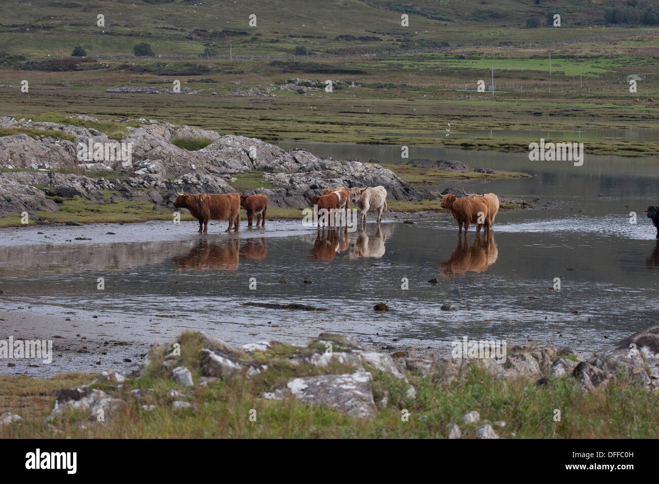 Highland cows in sea loch. Isle of Mull. Scotland Stock Photo - Alamy