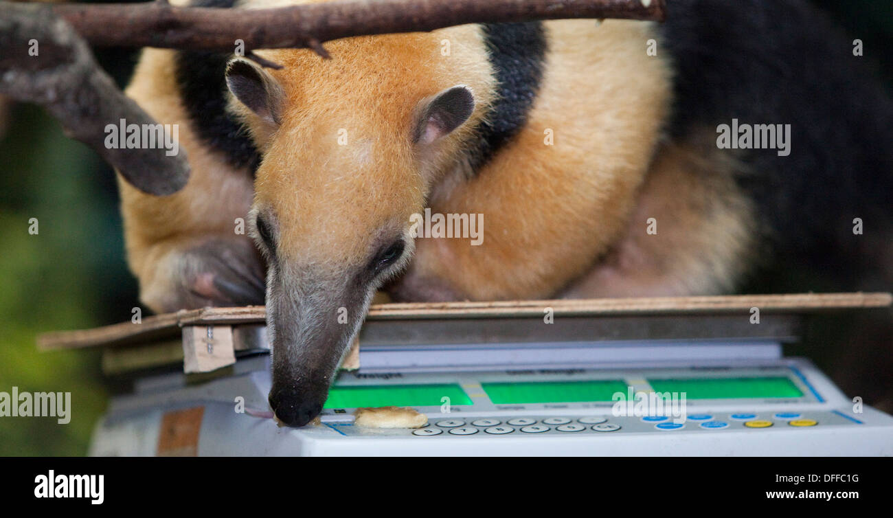 Annual weigh-in and measuring of animals at London Zoo, Tamandur ...