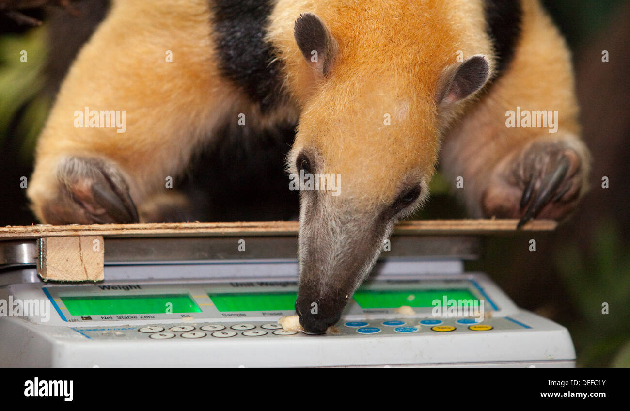 Annual weigh-in and measuring of animals at London Zoo, Tamandur ...