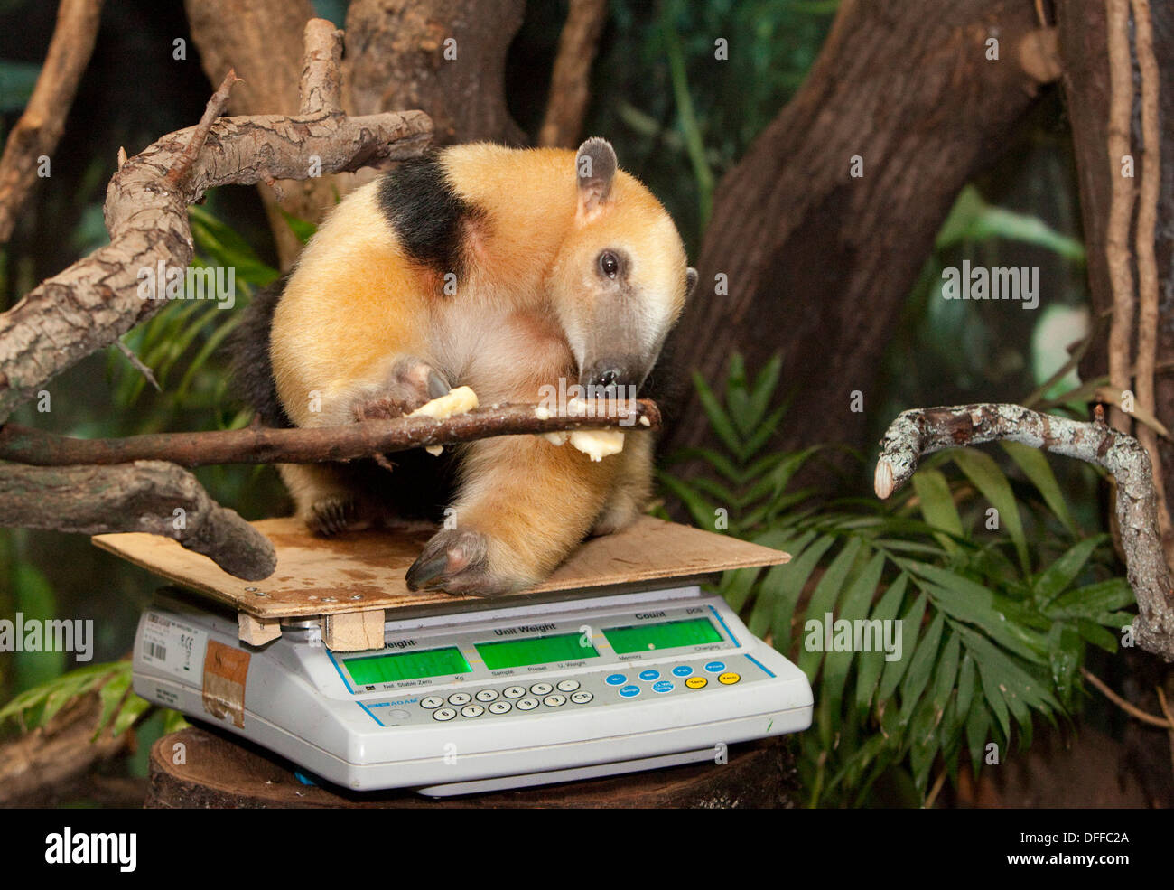 Annual weigh-in and measuring of animals at London Zoo, Tamandur ...