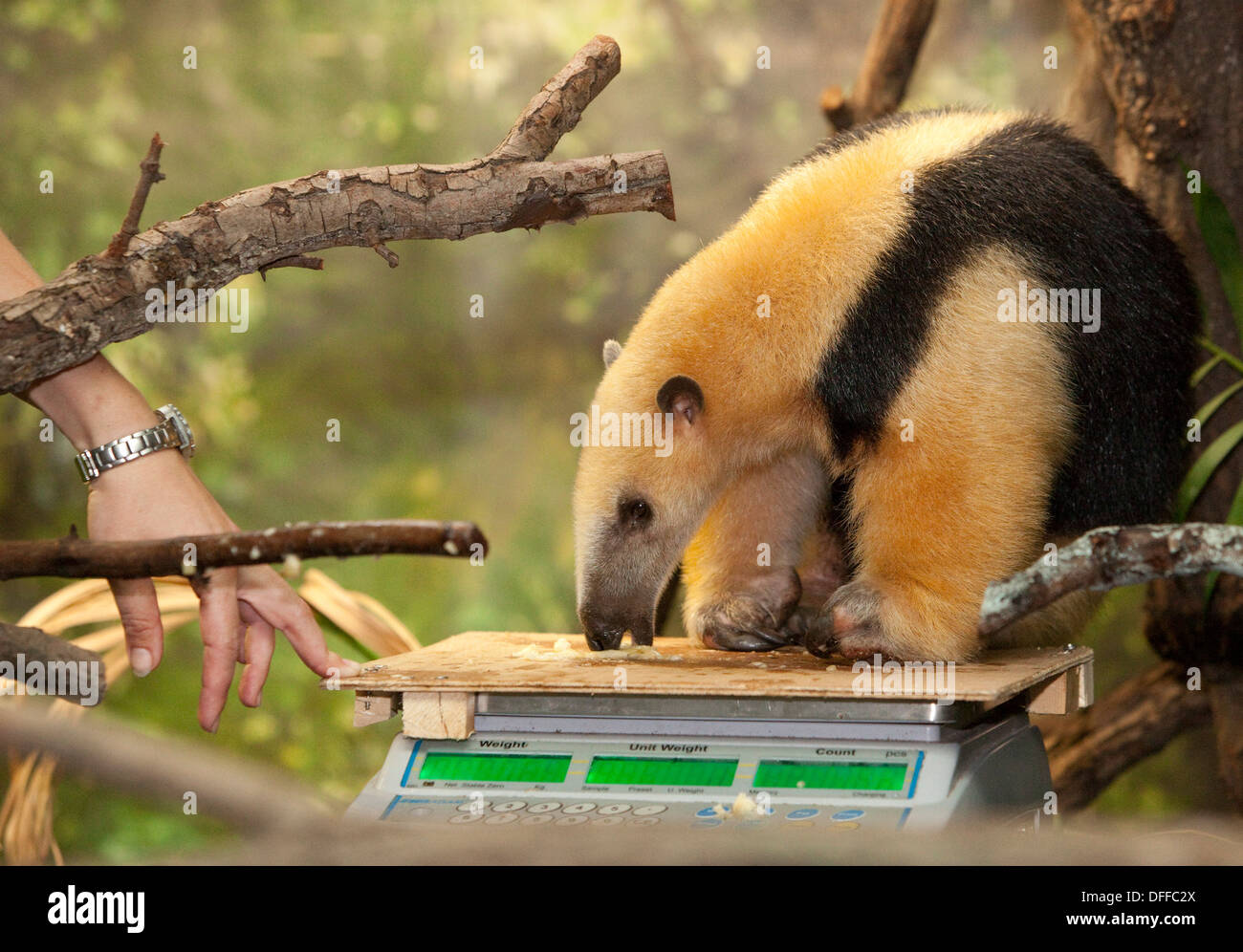 Annual weigh-in and measuring of animals at London Zoo, Tamandur ...