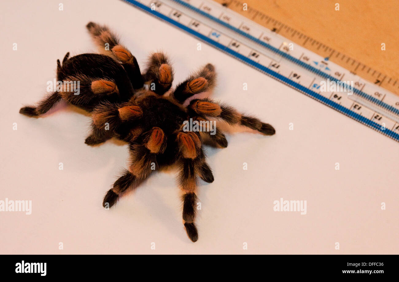 Annual weigh-in and measuring of animals at London Zoo, Mexican Red ...