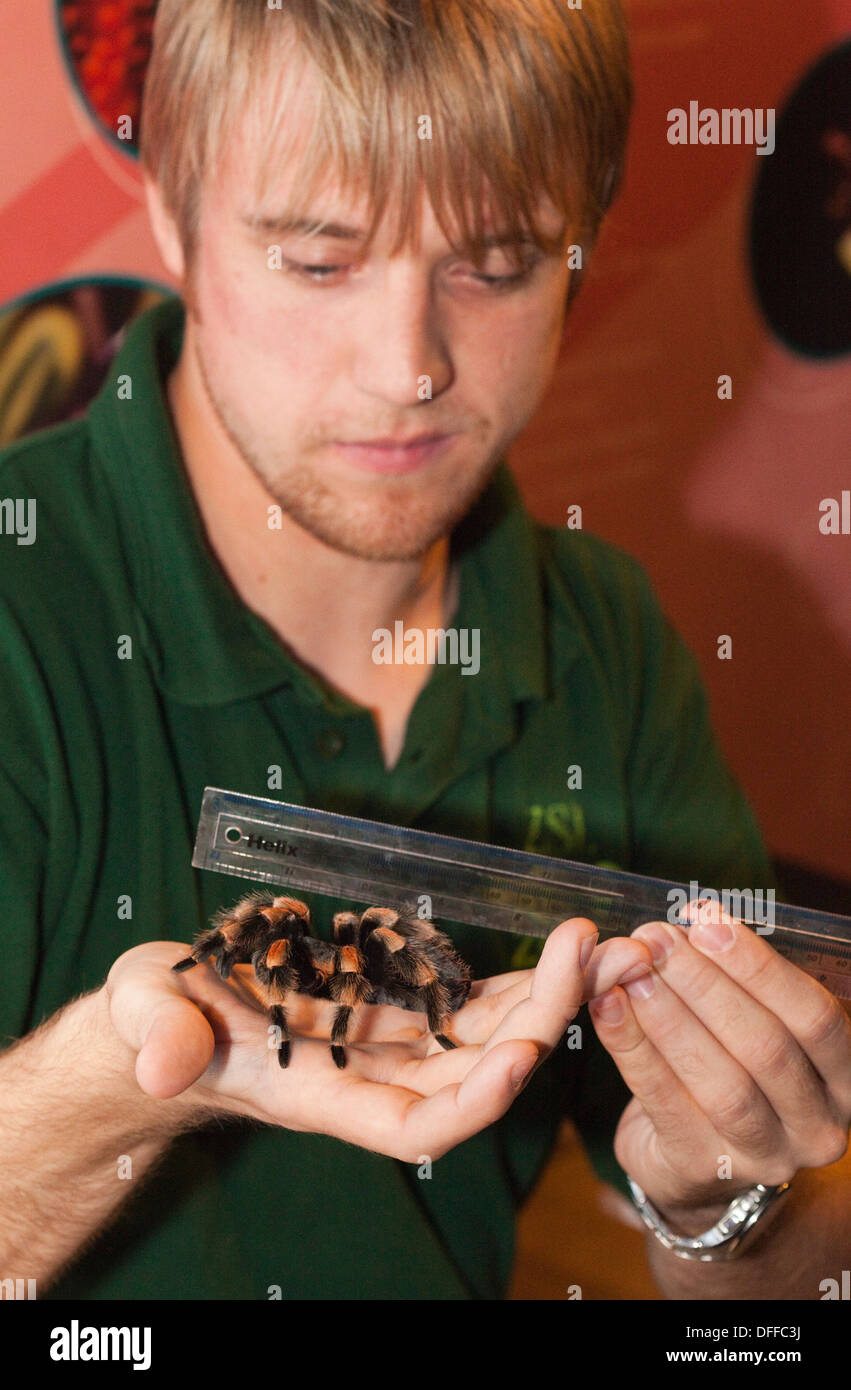 Annual weigh-in and measuring of animals at London Zoo, keeper with a ...