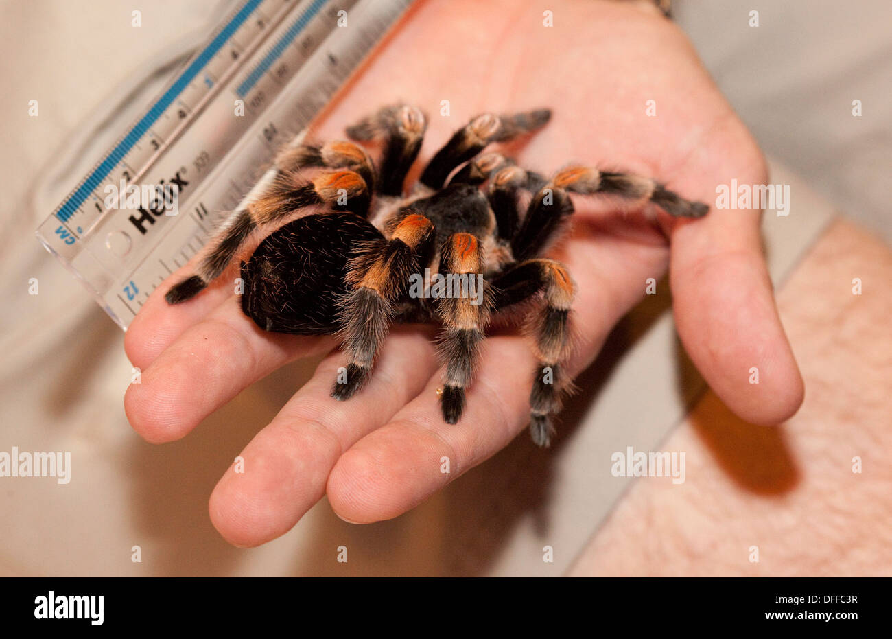 Annual weigh-in and measuring of animals at London Zoo, keeper with a ...