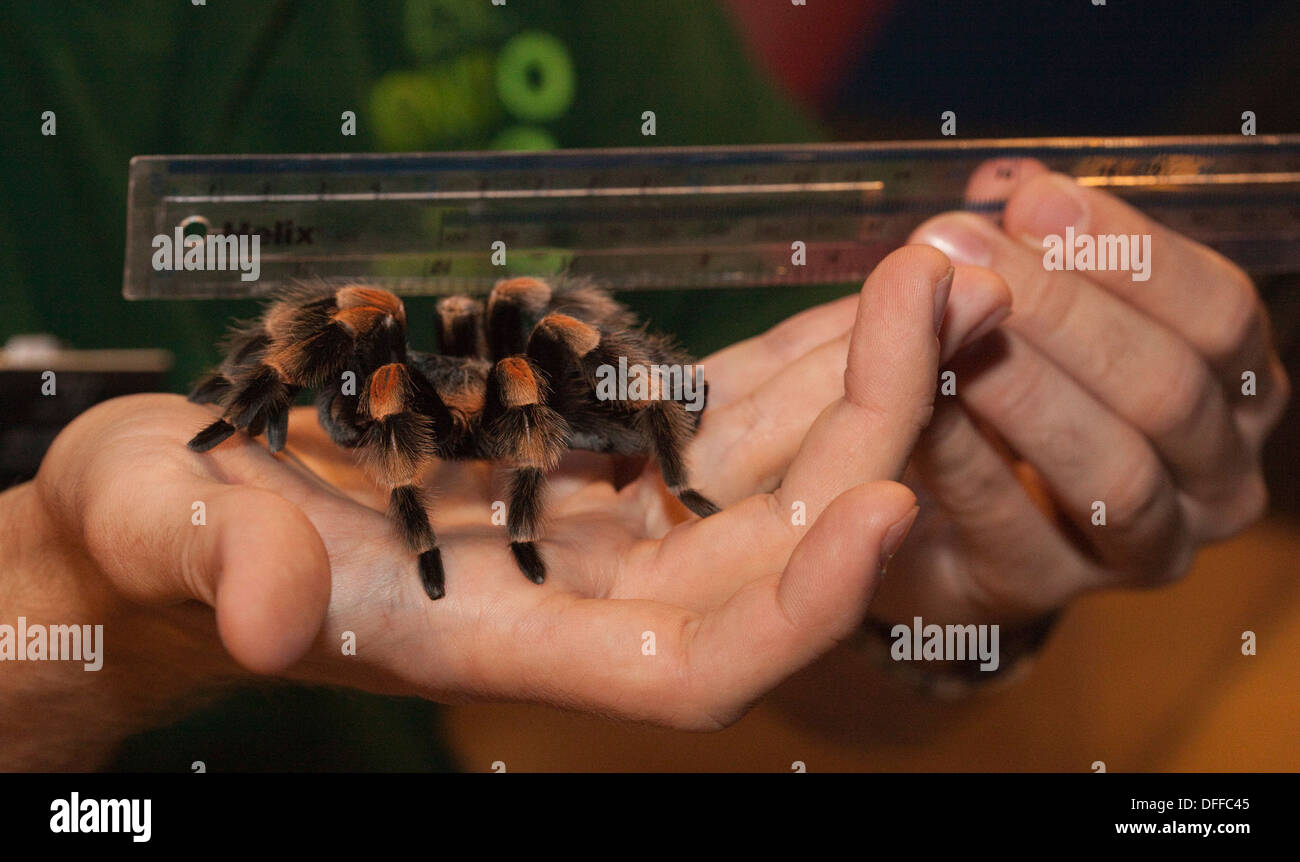 Annual weigh-in and measuring of animals at London Zoo, keeper with a ...