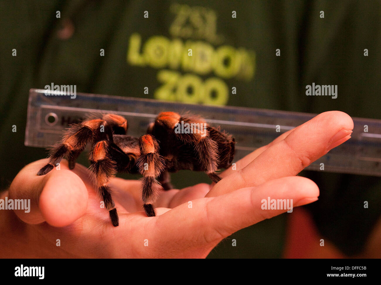 Annual weigh-in and measuring of animals at London Zoo, keeper with a ...