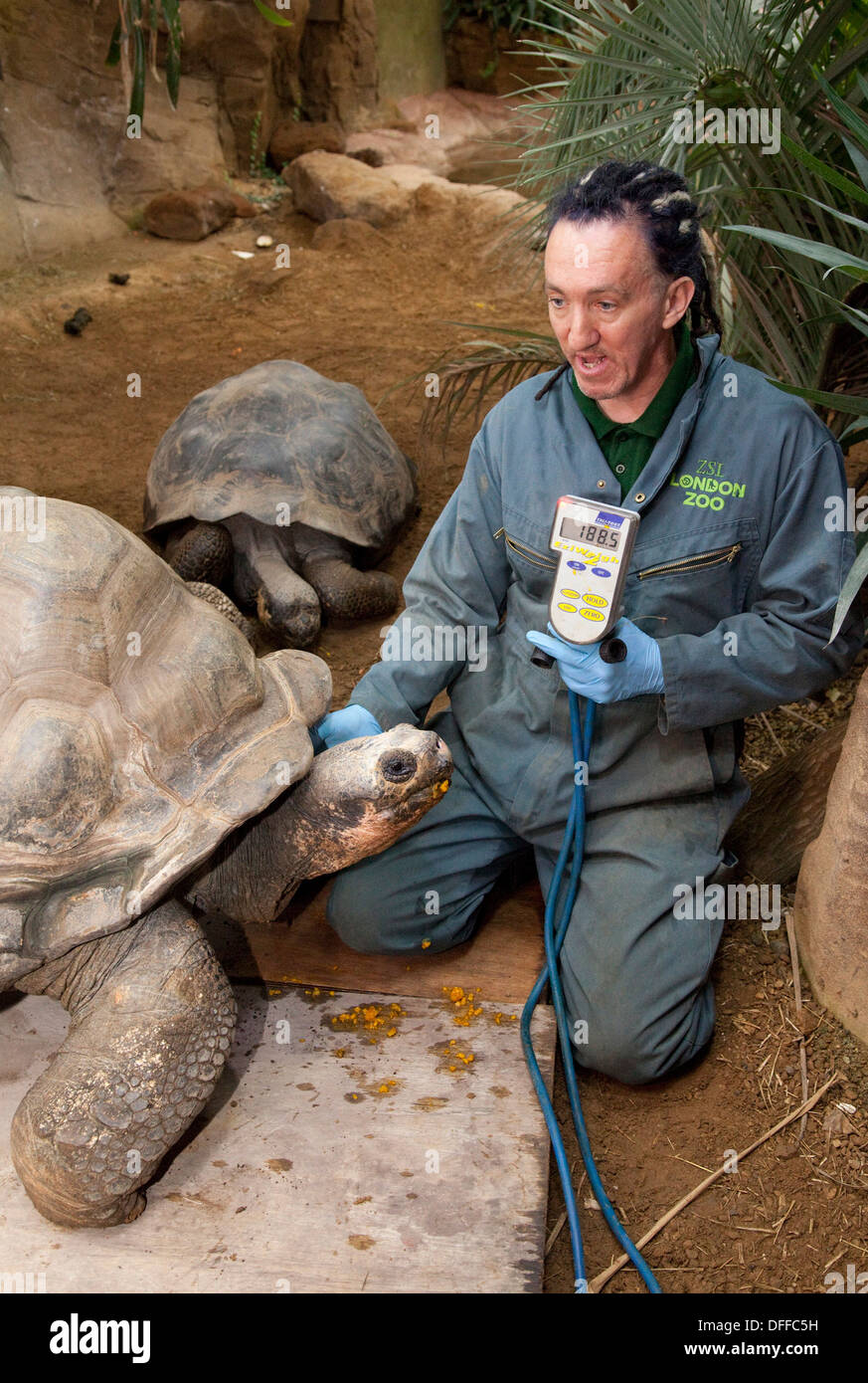 Annual weigh-in and measuring of animals at London Zoo, keeper with ...