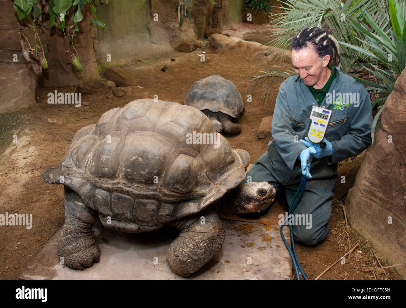 Annual weigh-in and measuring of animals at London Zoo, keeper with ...
