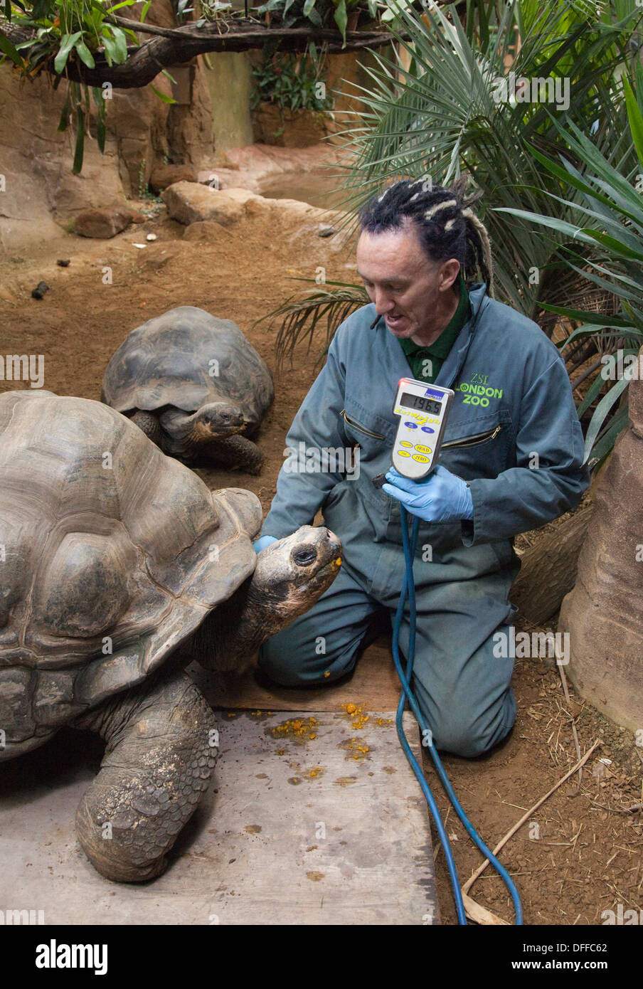 Annual weigh-in and measuring of animals at London Zoo, keeper with ...