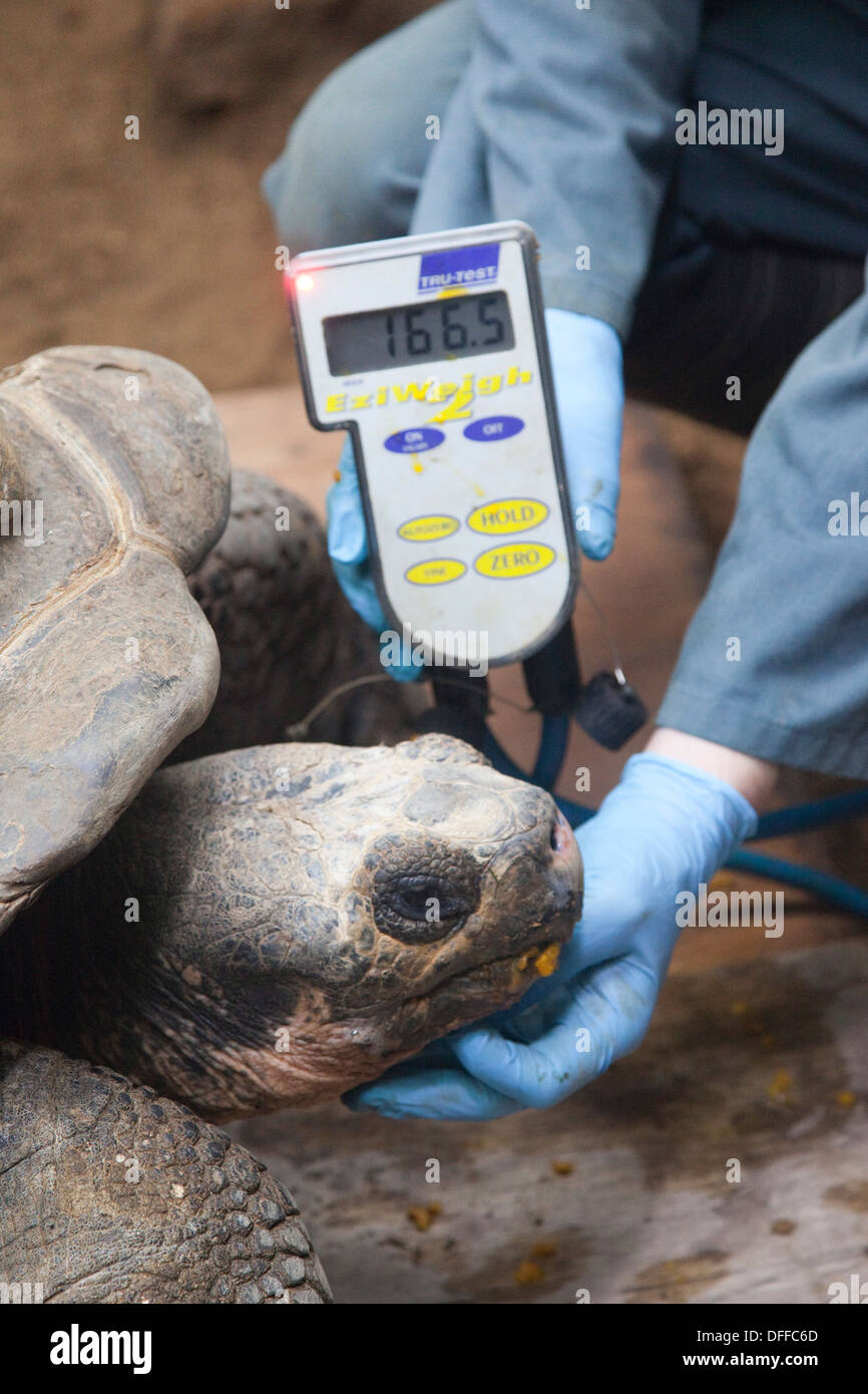 Annual weigh-in and measuring of animals at London Zoo, keeper with ...