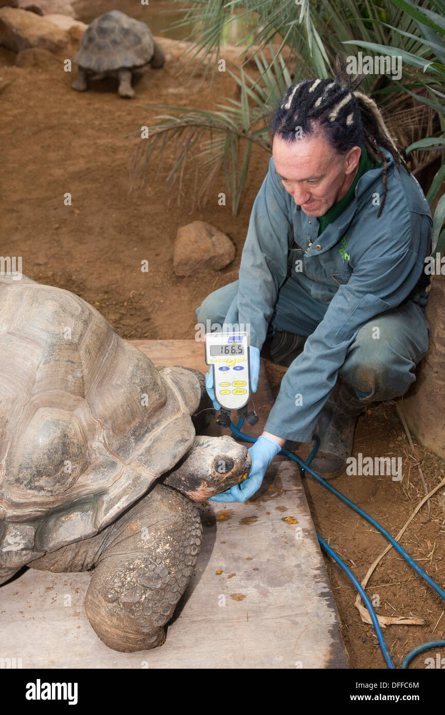 Annual weigh-in and measuring of animals at London Zoo, keeper with ...