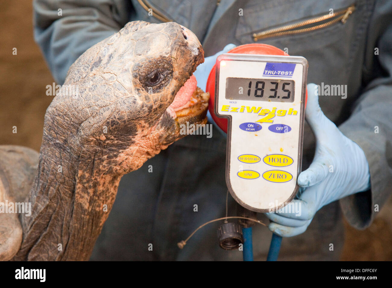 Annual weigh-in and measuring of animals at London Zoo, keeper with ...