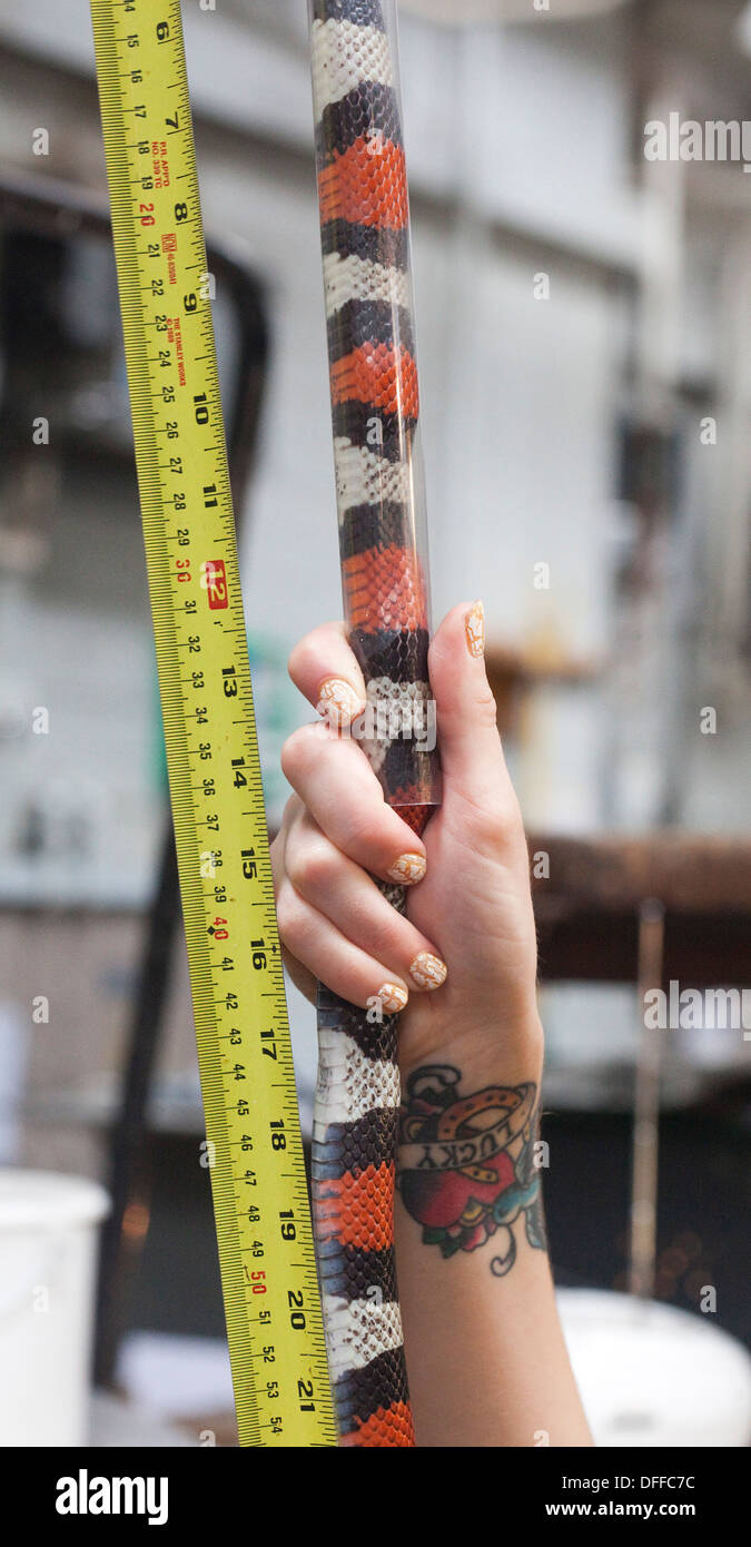 Annual weigh-in and measuring of animals at London Zoo, zoo keeper ...