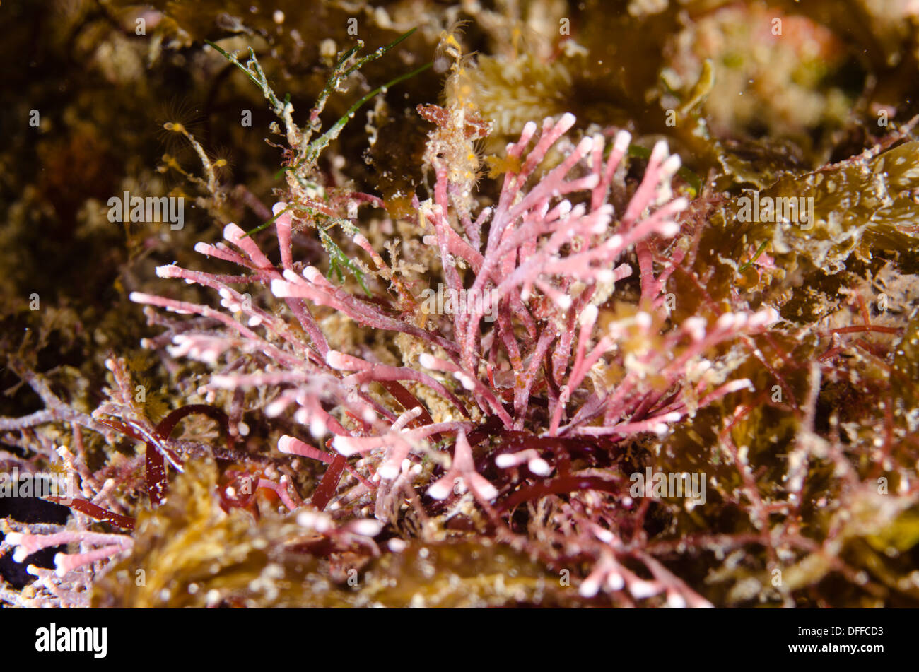 Articulated coralline algae underwater Alacatrazes island, Sao ...