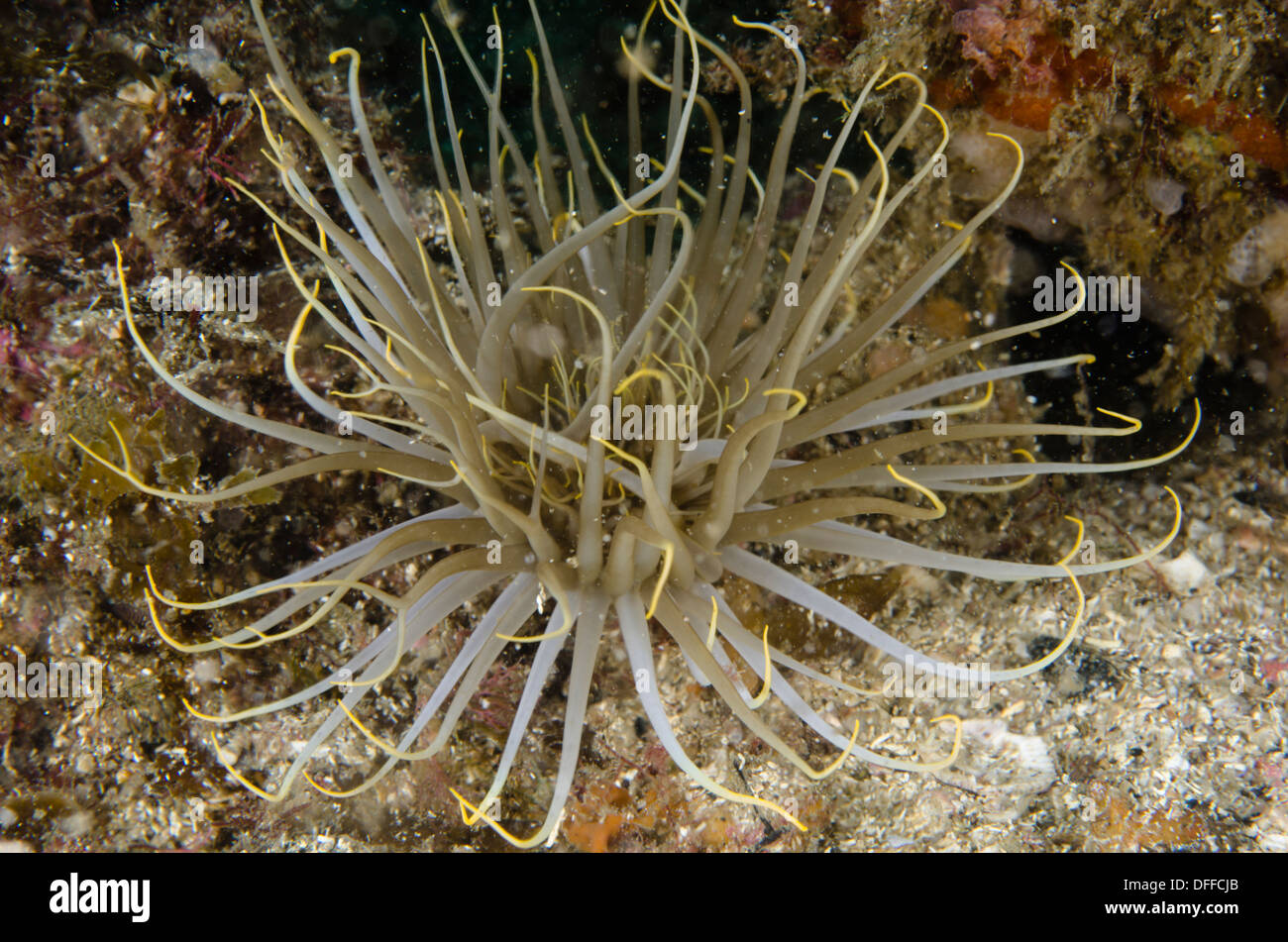 Cerianthus tube-dwelling anemones underwater Alcatrazes islands, coast ...