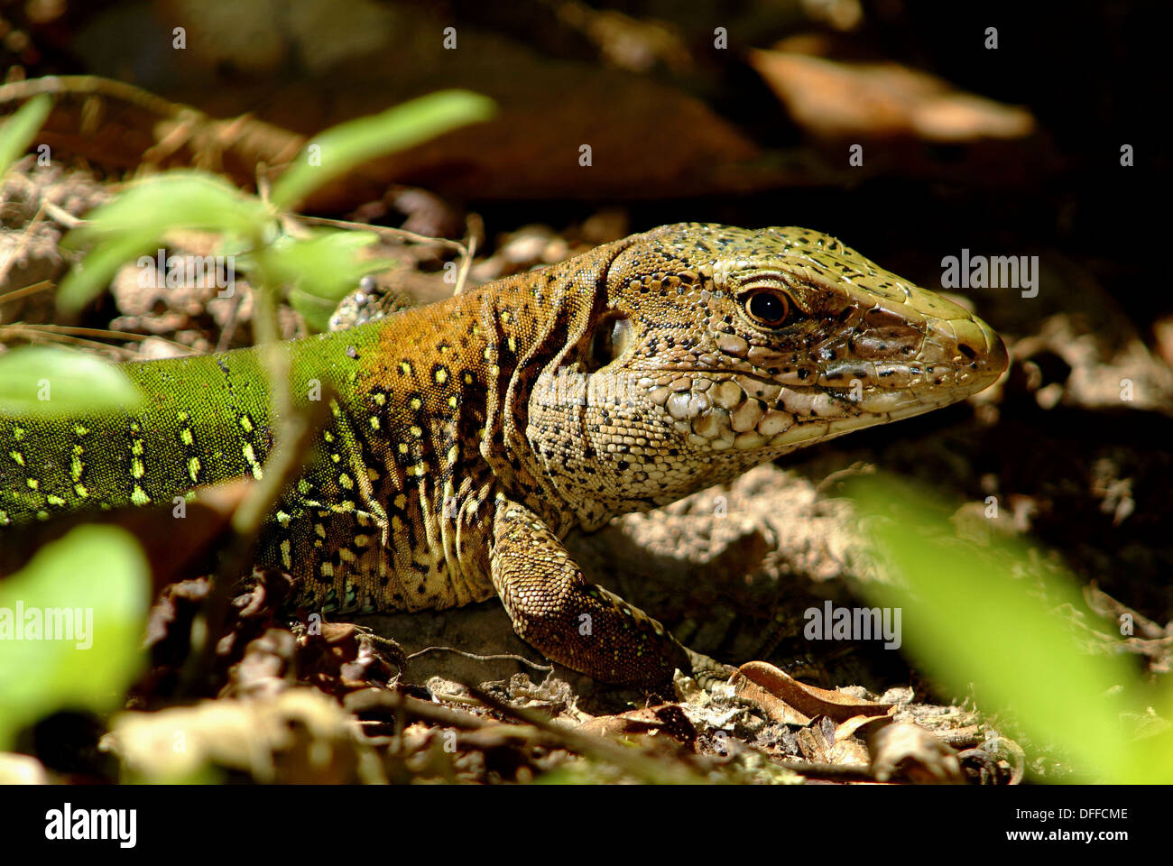 South American Ground Lizard High Resolution Stock Photography and ...