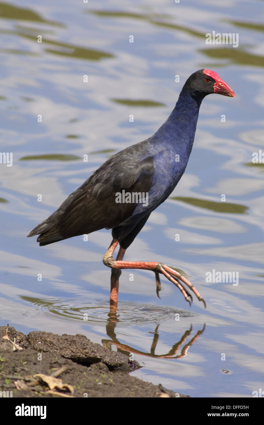 One foot raised hi-res stock photography and images - Alamy
