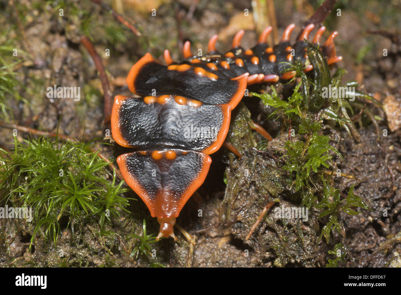 Female trilobite beetle hi-res stock photography and images - Alamy