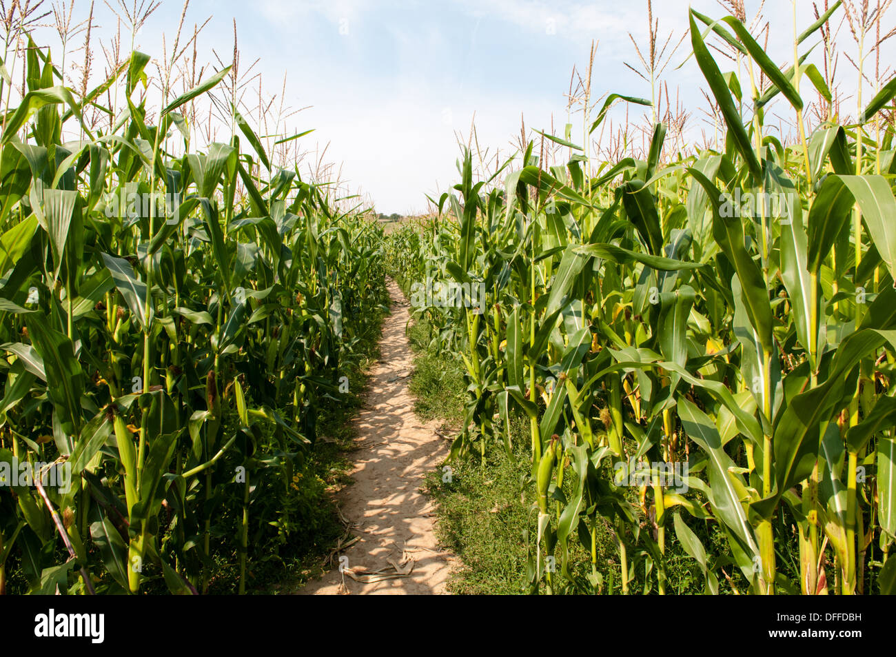 Sun-dried path cutting through a field of 5ft high lush green corn ...