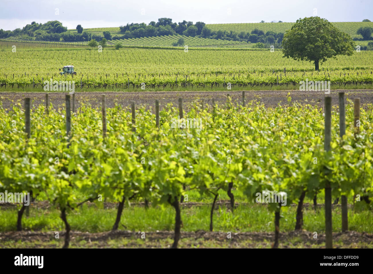 Cognac france vineyard hi-res stock photography and images - Alamy