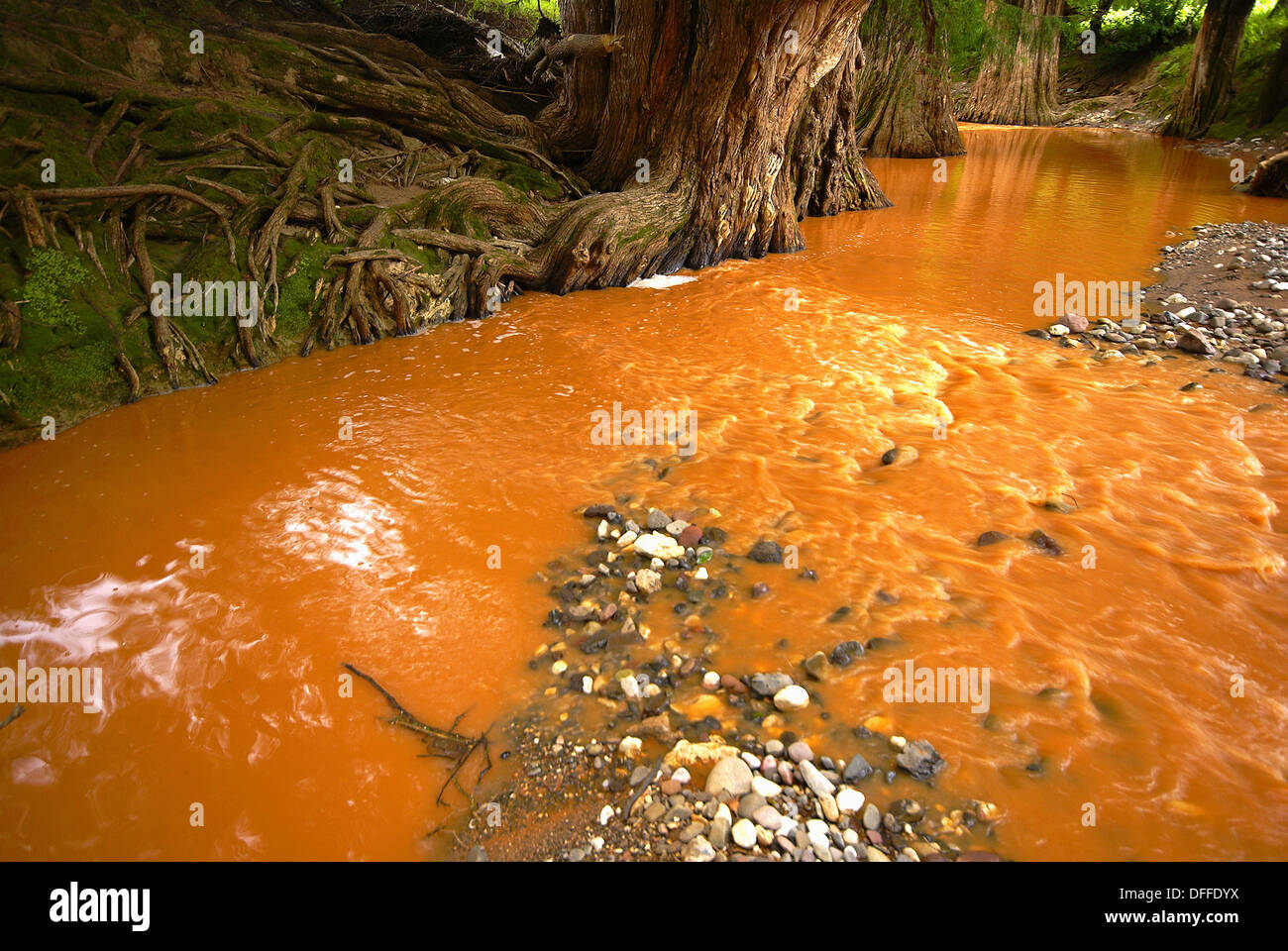 Ahuehuete taxodium mucronatum hi-res stock photography and images - Alamy