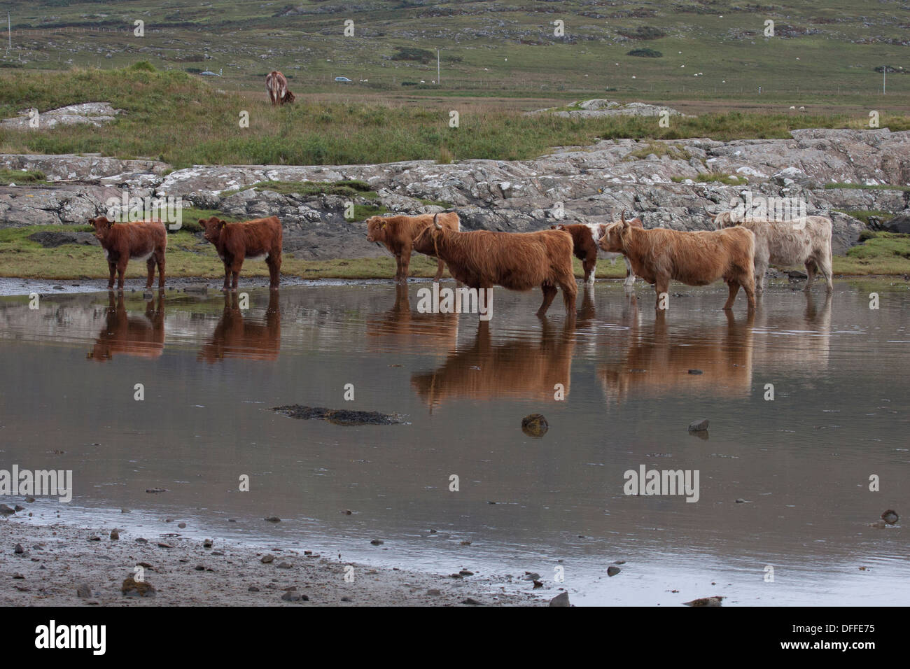 Highland cows in sea loch. Isle of Mull. Scotland Stock Photo - Alamy