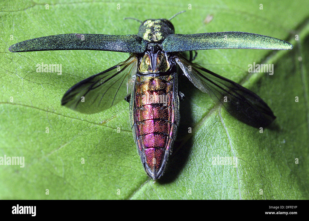 Ash Borer Beetle High Resolution Stock Photography and Images - Alamy