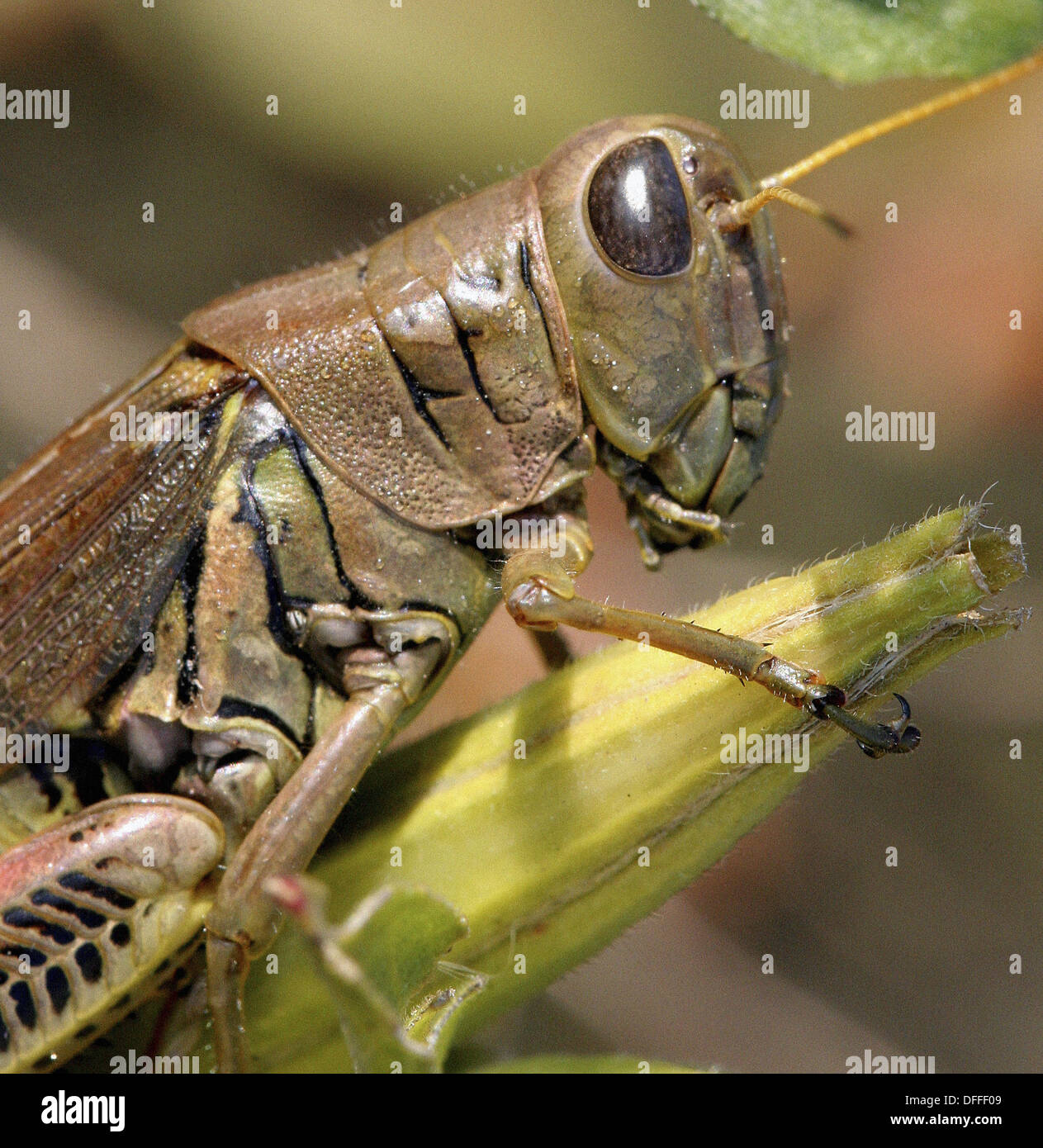 Acrididae Short Horned Grasshoppers