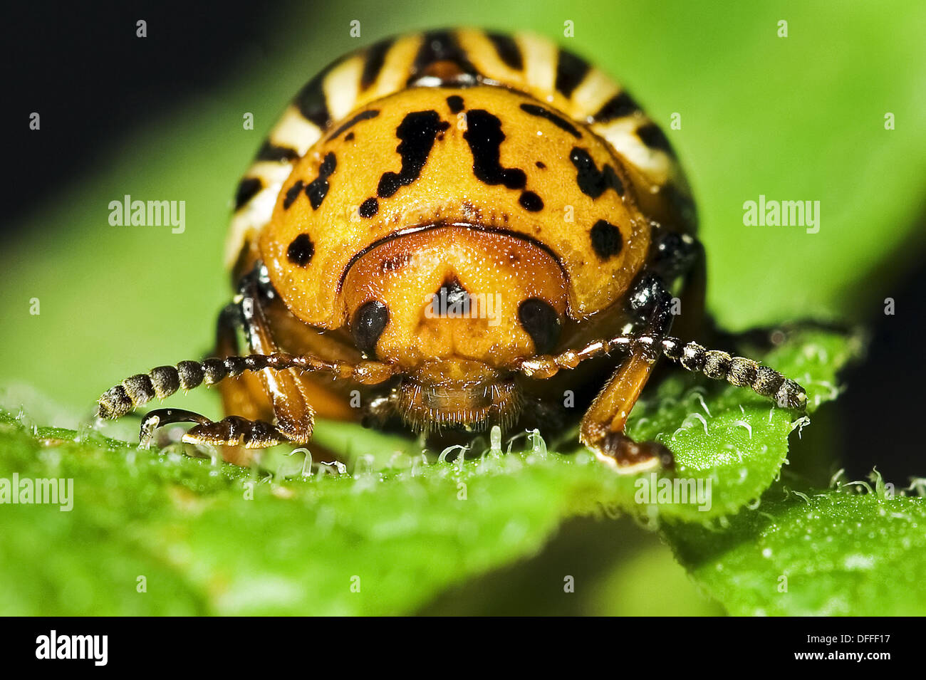 Leptinotarsa hi-res stock photography and images - Alamy