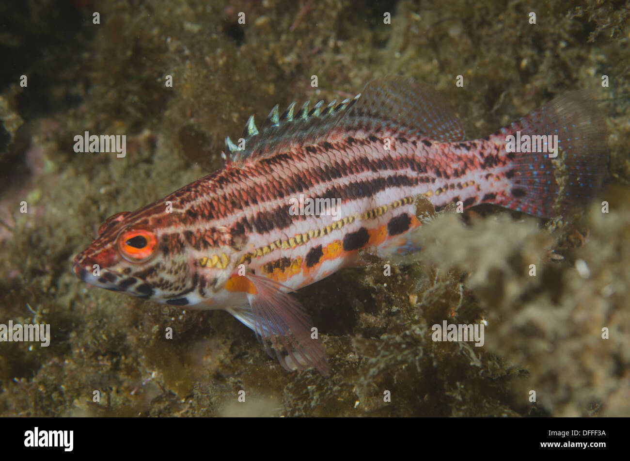 Serranus baldwini, the lantern bass, is a species of fishes belonging ...
