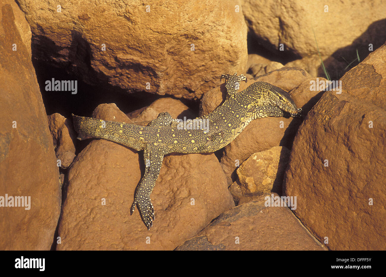 Monitor lizard kenya hi-res stock photography and images - Alamy