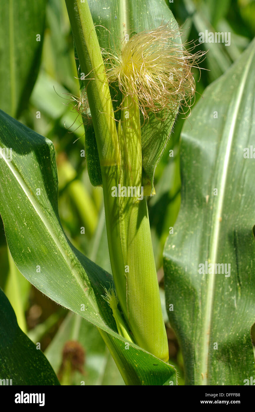 Female flowers of maize Stock Photo - Alamy