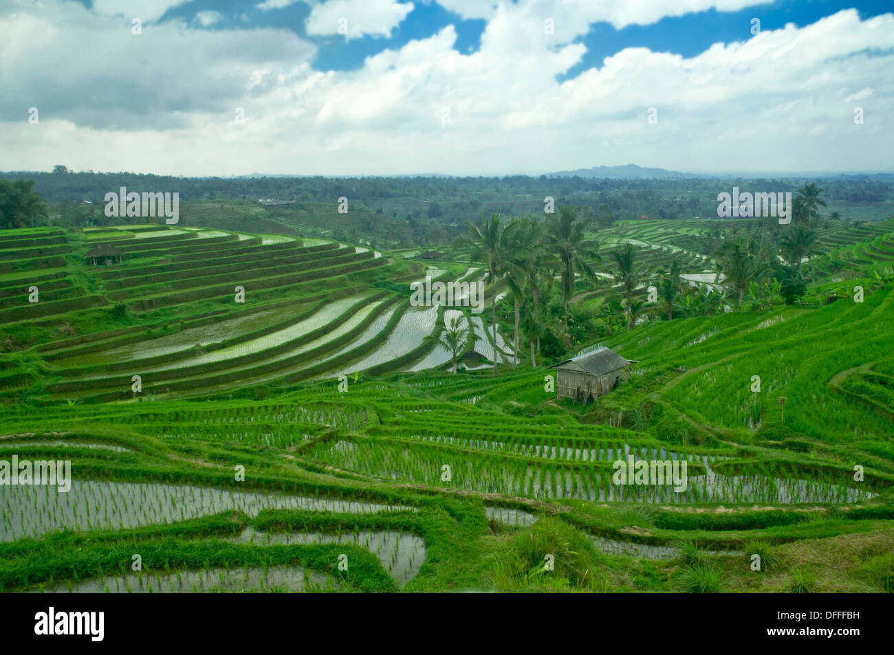 BEAUTIFFUL TERRACE RICE FIELDS IN BALI, INDONESIA Stock Photo - Alamy