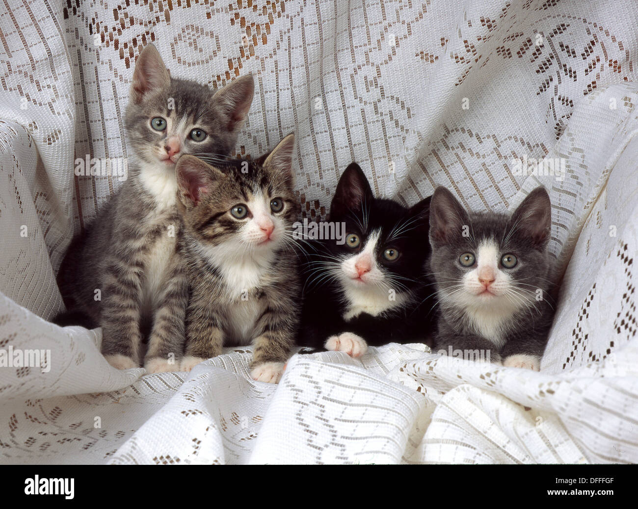 The four cats hi-res stock photography and images - Alamy