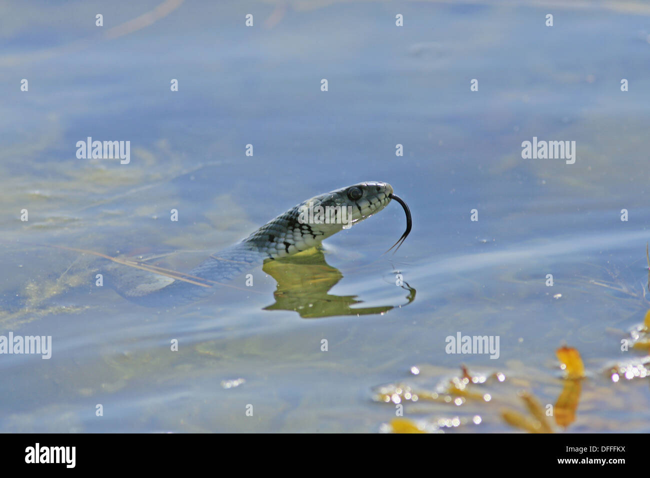 Grass snake in water Sweden Stock Photo - Alamy