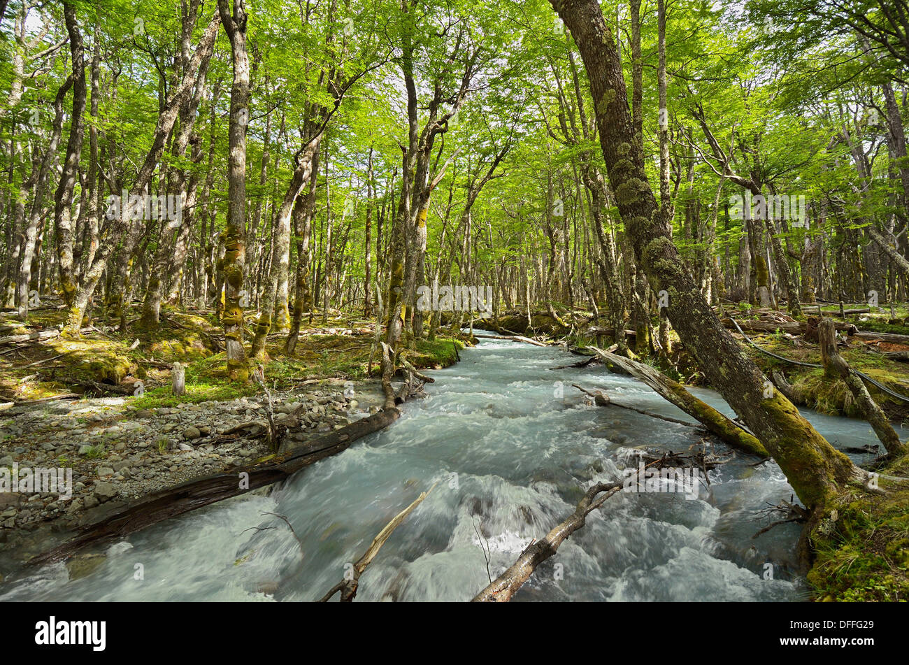 Bosque de andes hi-res stock photography and images - Alamy