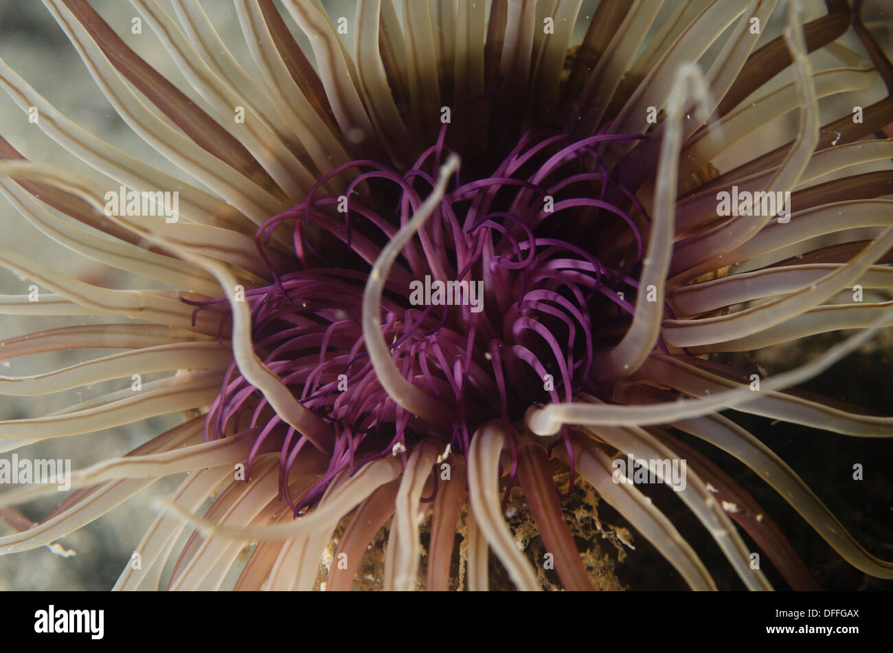 Cerianthus tube-dwelling anemones underwater Alcatrazes islands, coast ...