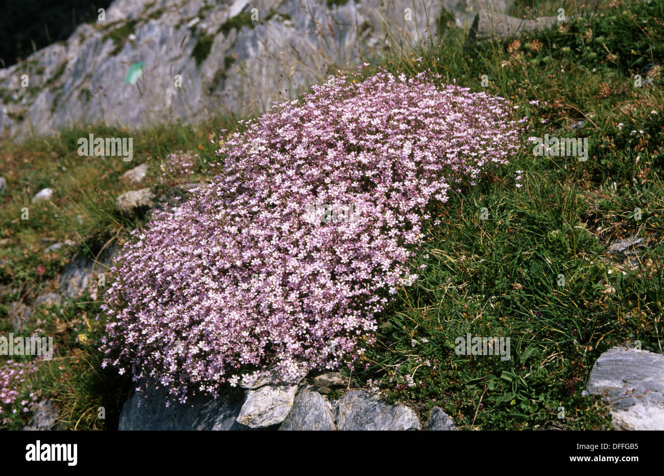 Baby breath plant hi-res stock photography and images - Alamy