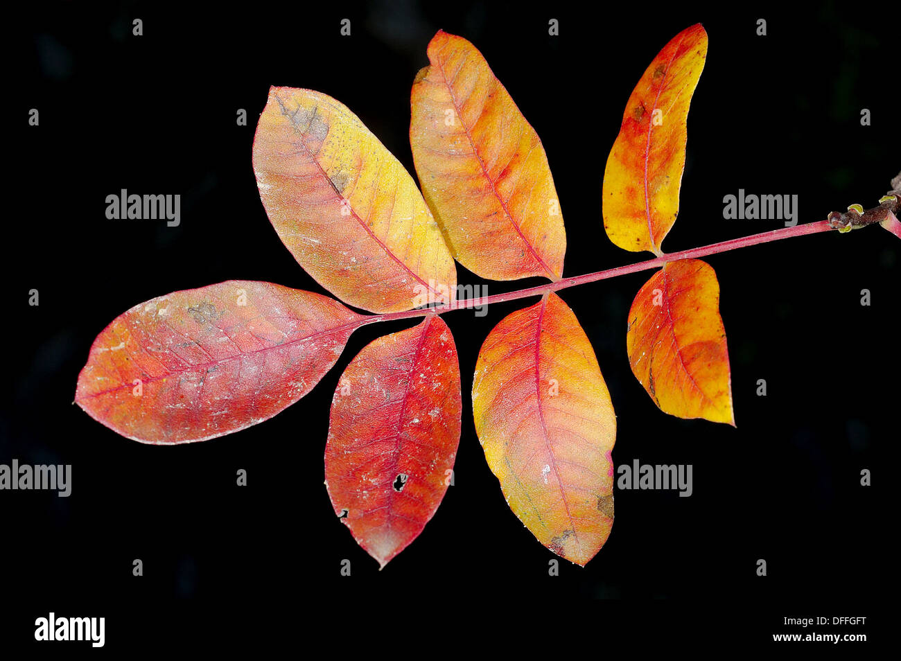 Terebinth hi-res stock photography and images - Alamy