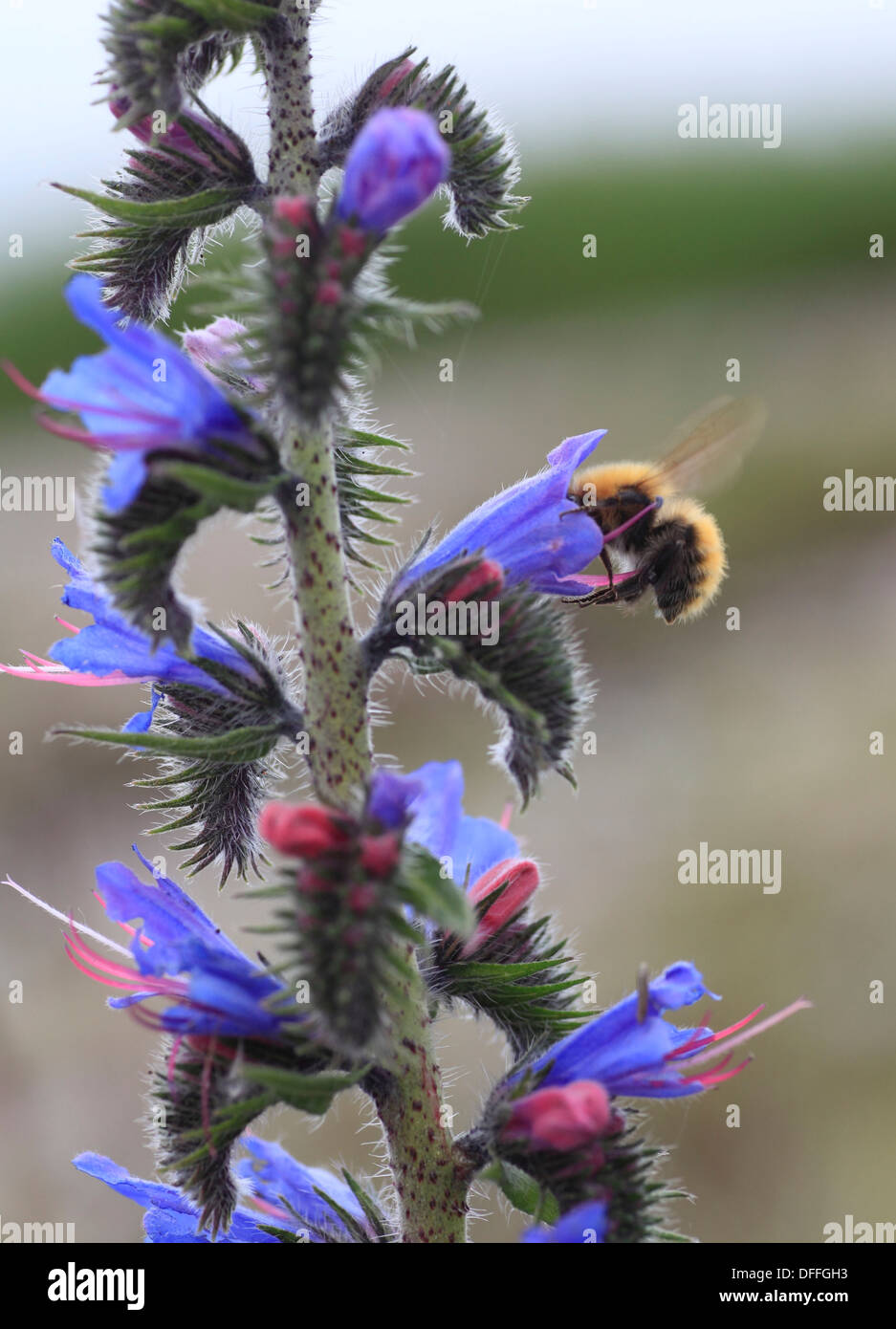 Vertical weed hi-res stock photography and images - Alamy