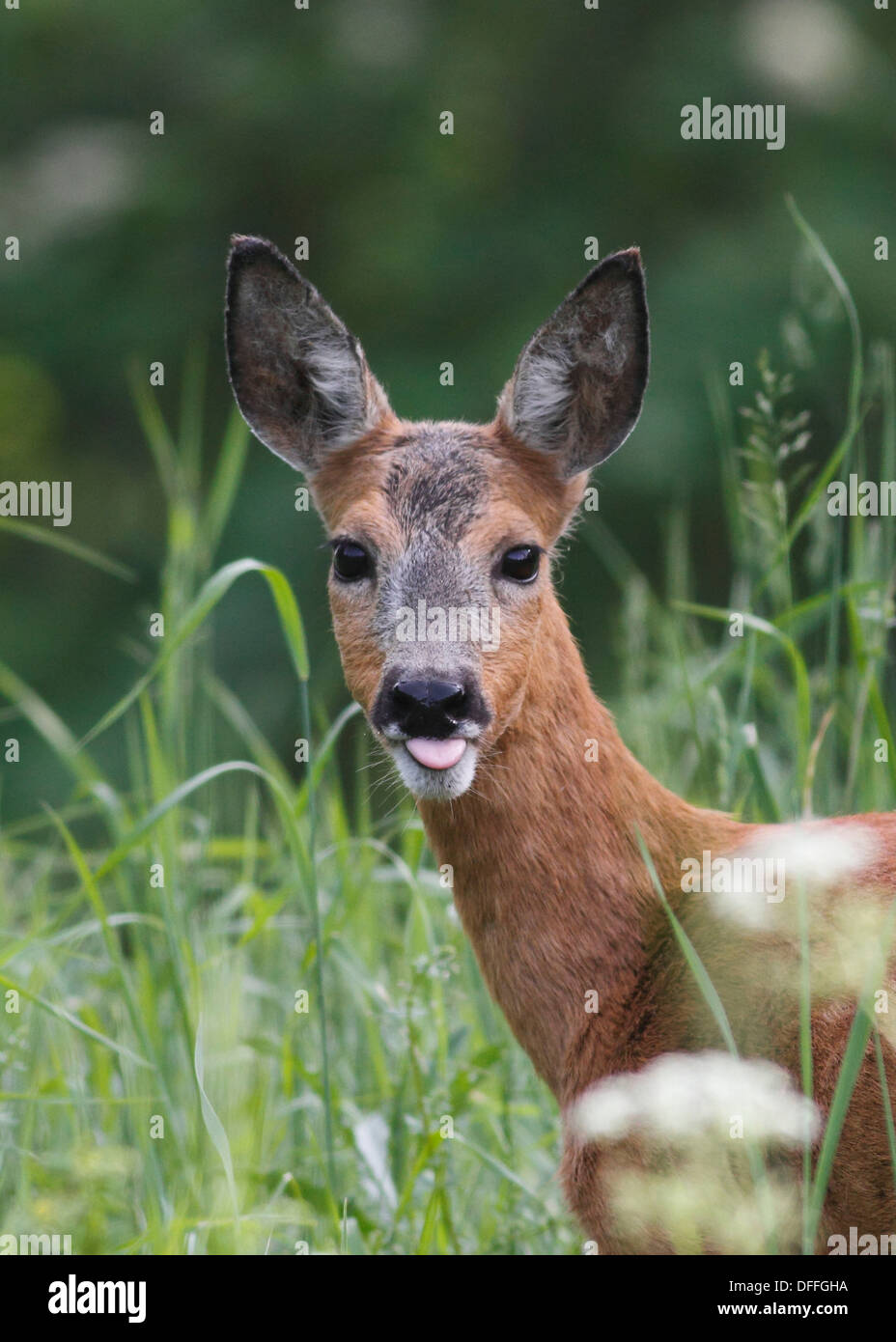 Deer locations hi-res stock photography and images - Alamy