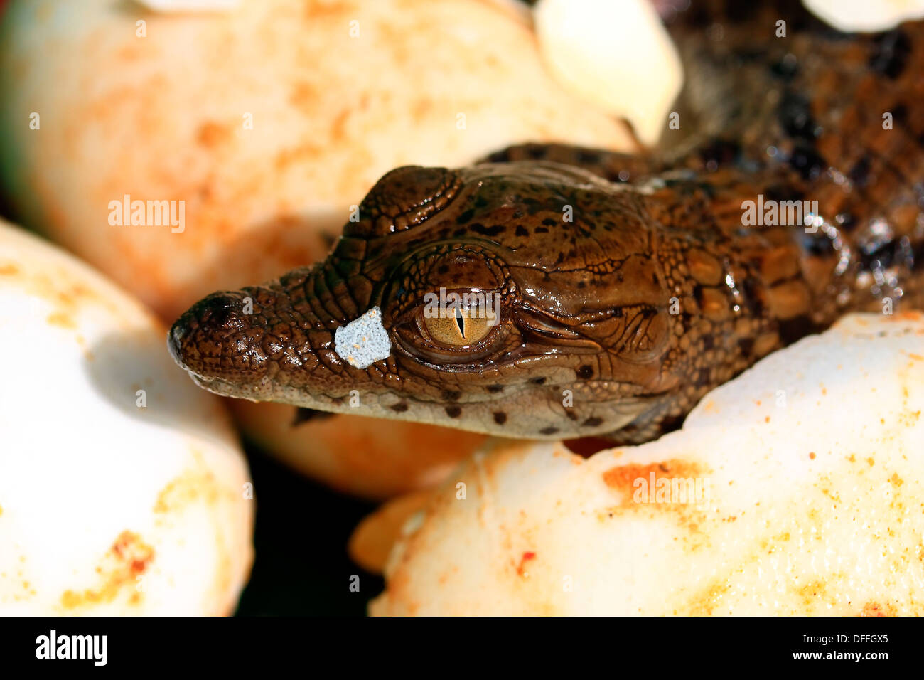 Crocodile egg hatch hi-res stock photography and images - Alamy