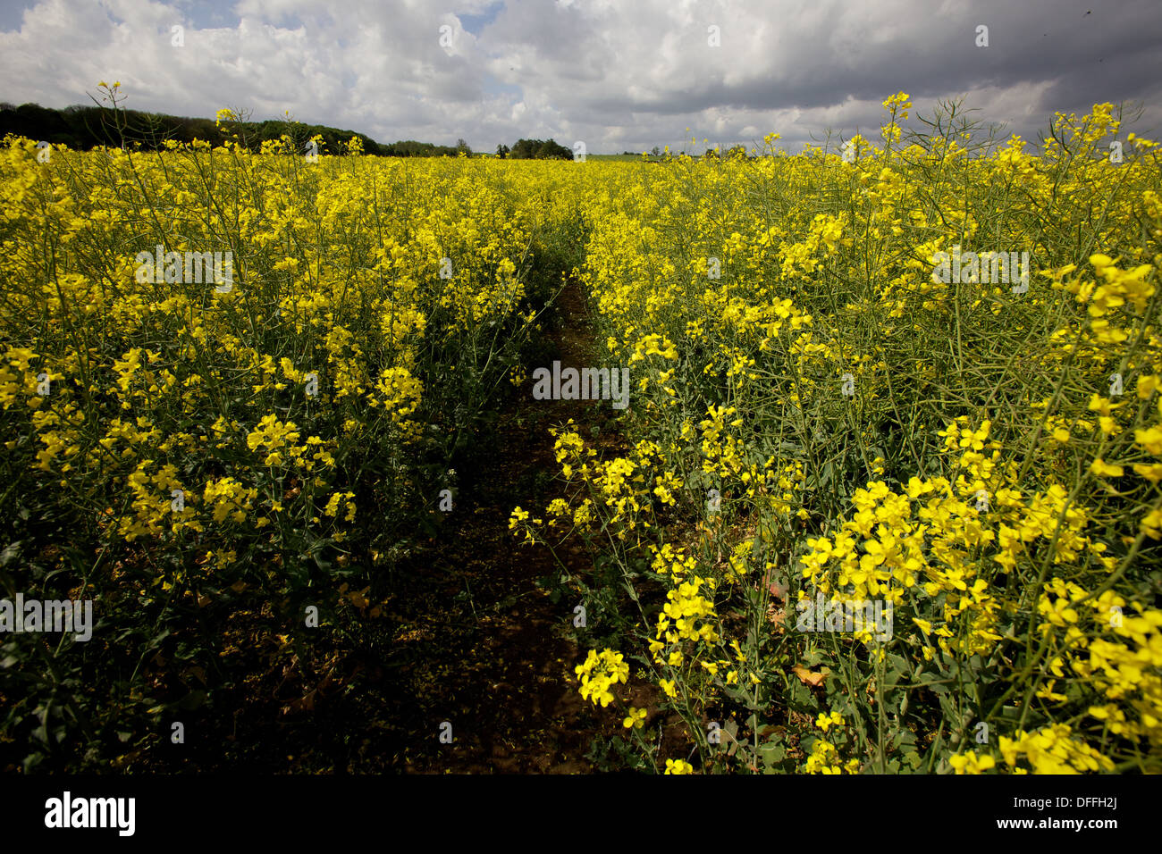 oil seed rape field Stock Photo - Alamy