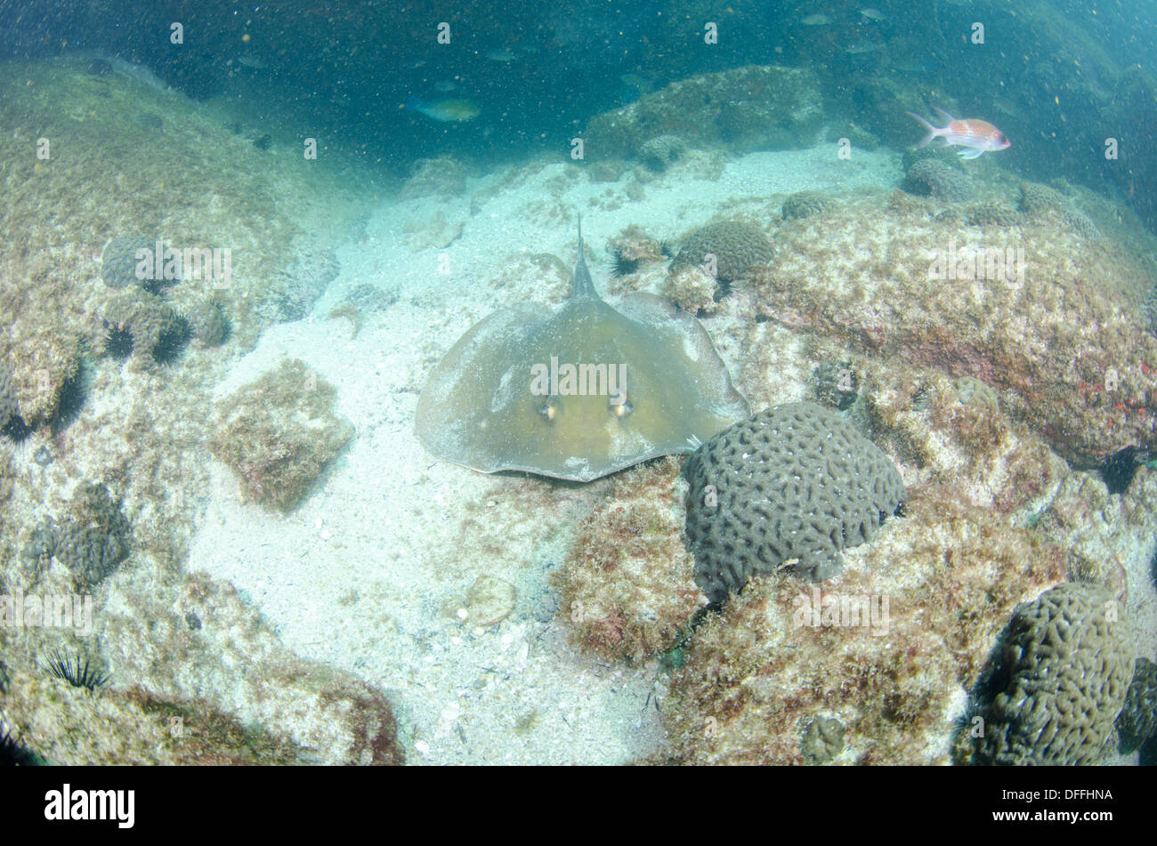 sting ray genus dasyatis underwater Alcatrazes Archipelago, shore os ...