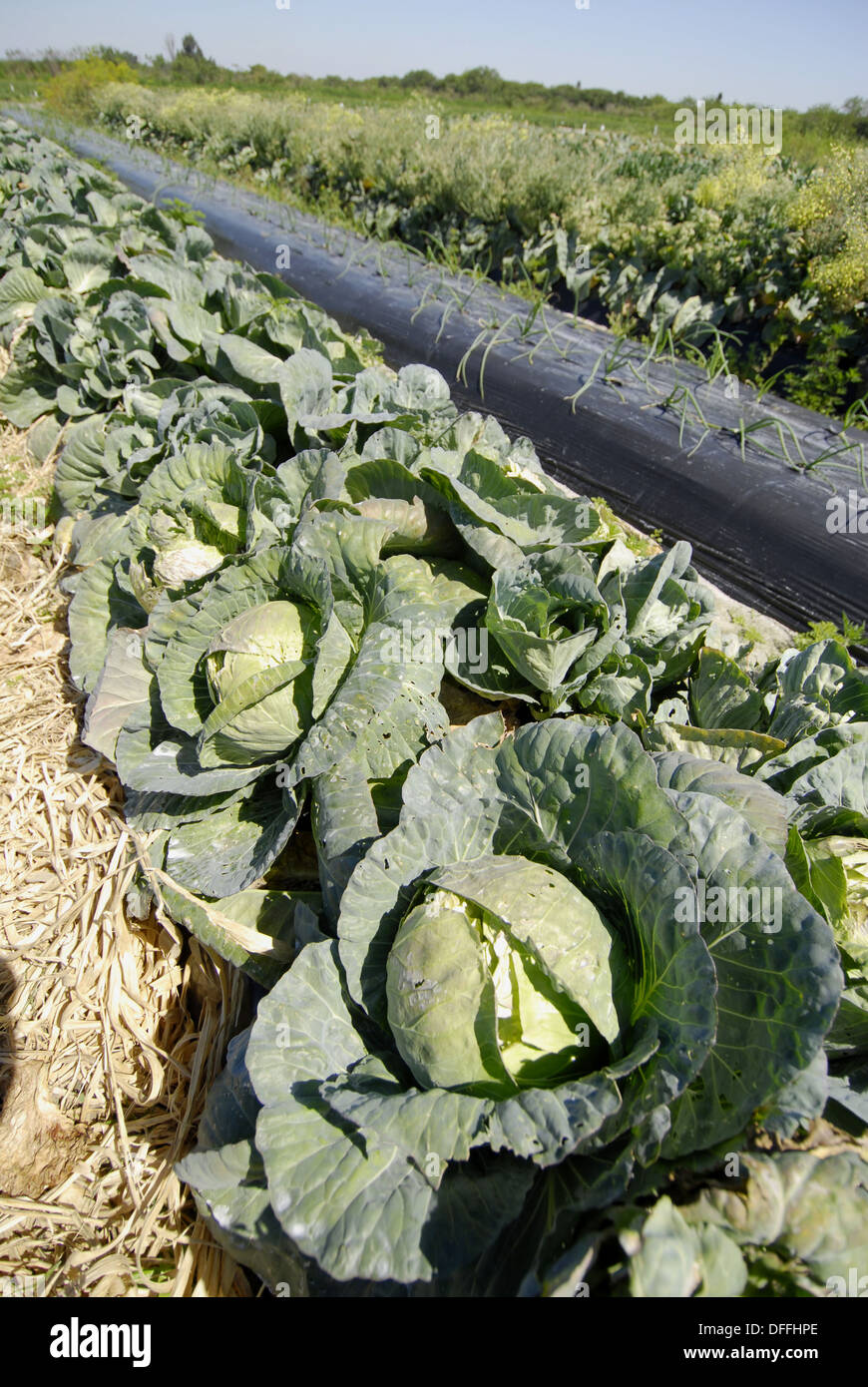 Green Cabbage Fresh Vegetable Produce and Fruit Truck Farming in Ruskin ...